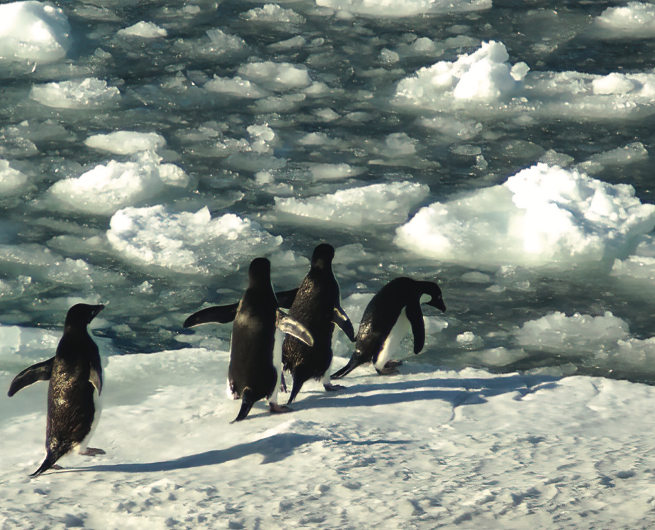 A Penangite's Scientific Voyage to Antartica