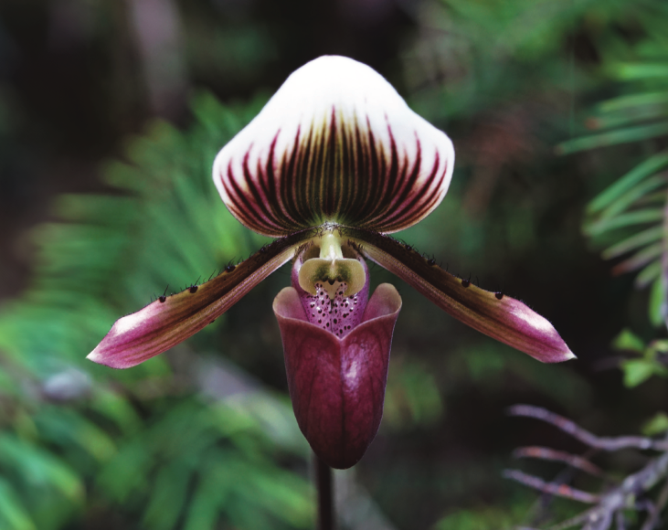 Penang Slipper Orchid: The Crowning Jewel of Penang's Floral Diversity