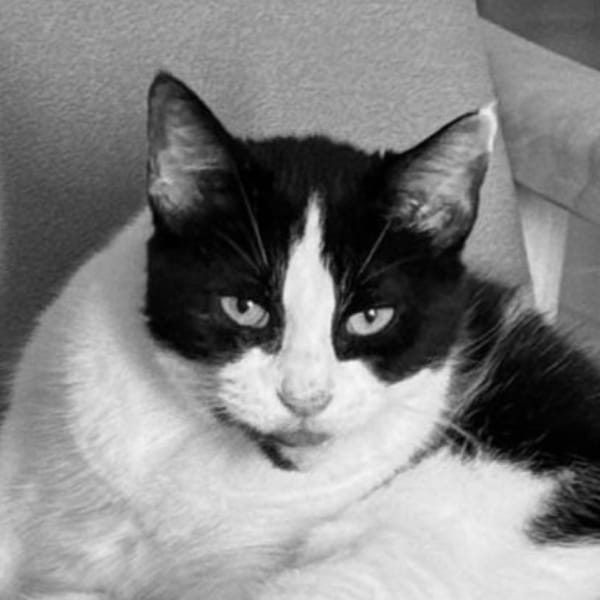 Lily Cat - Penang Monthly